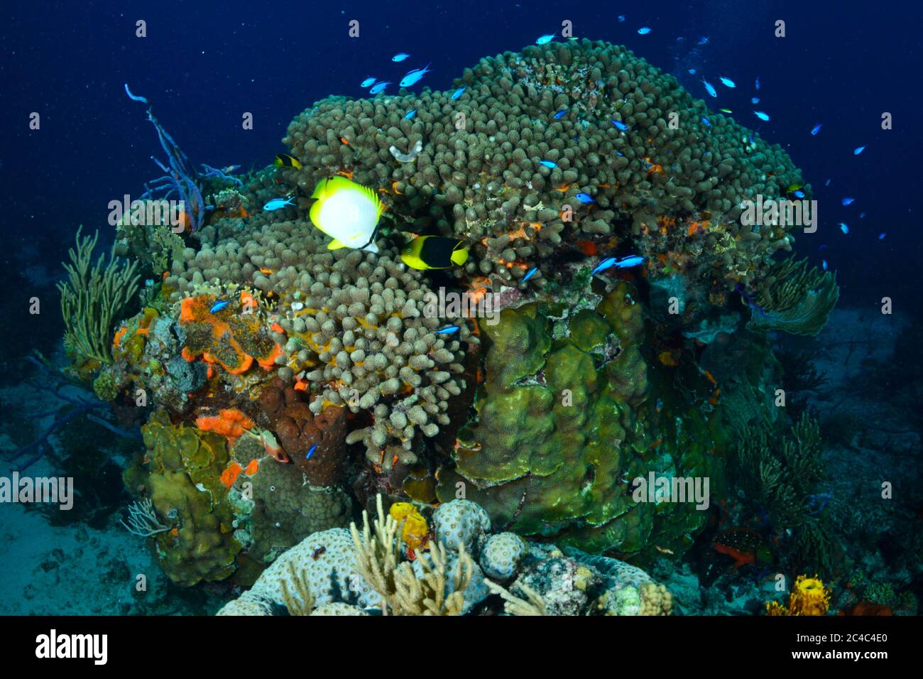 Coral reef fish swimming in a healthy reef Stock Photo - Alamy