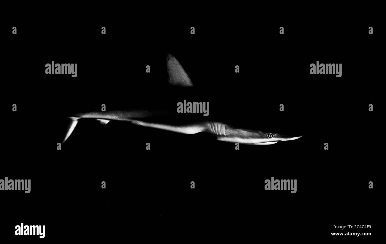 Underwater activities fish Black and White Stock Photos & Images - Alamy