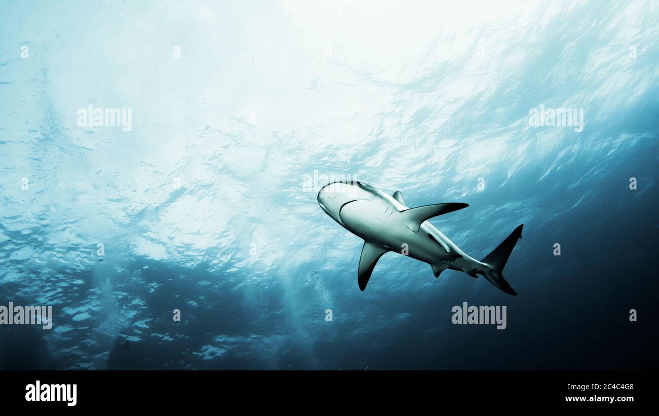 Snorkel caribbean shark hi-res stock photography and images - Alamy