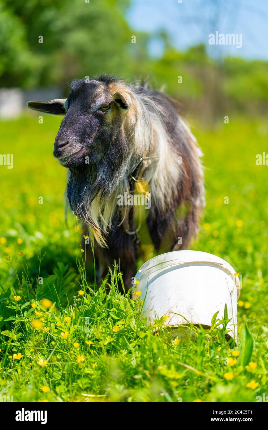 Adult goat eats from bucket, standing on green meadow. Animal sticks ...