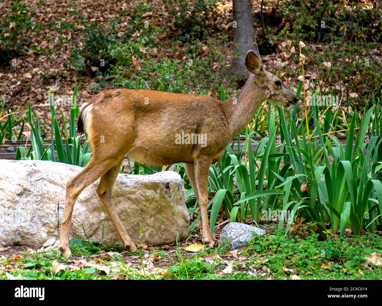 Nibbling flower hi-res stock photography and images - Alamy