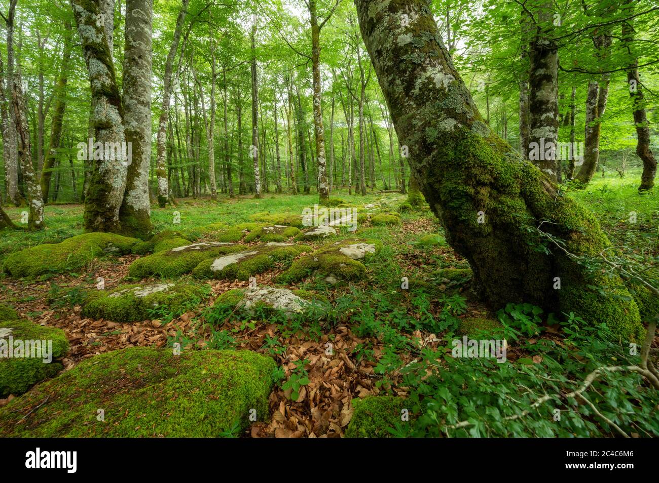 Idyllic forest landscape with mossy stones and mossy tree trunks. Fairy ...