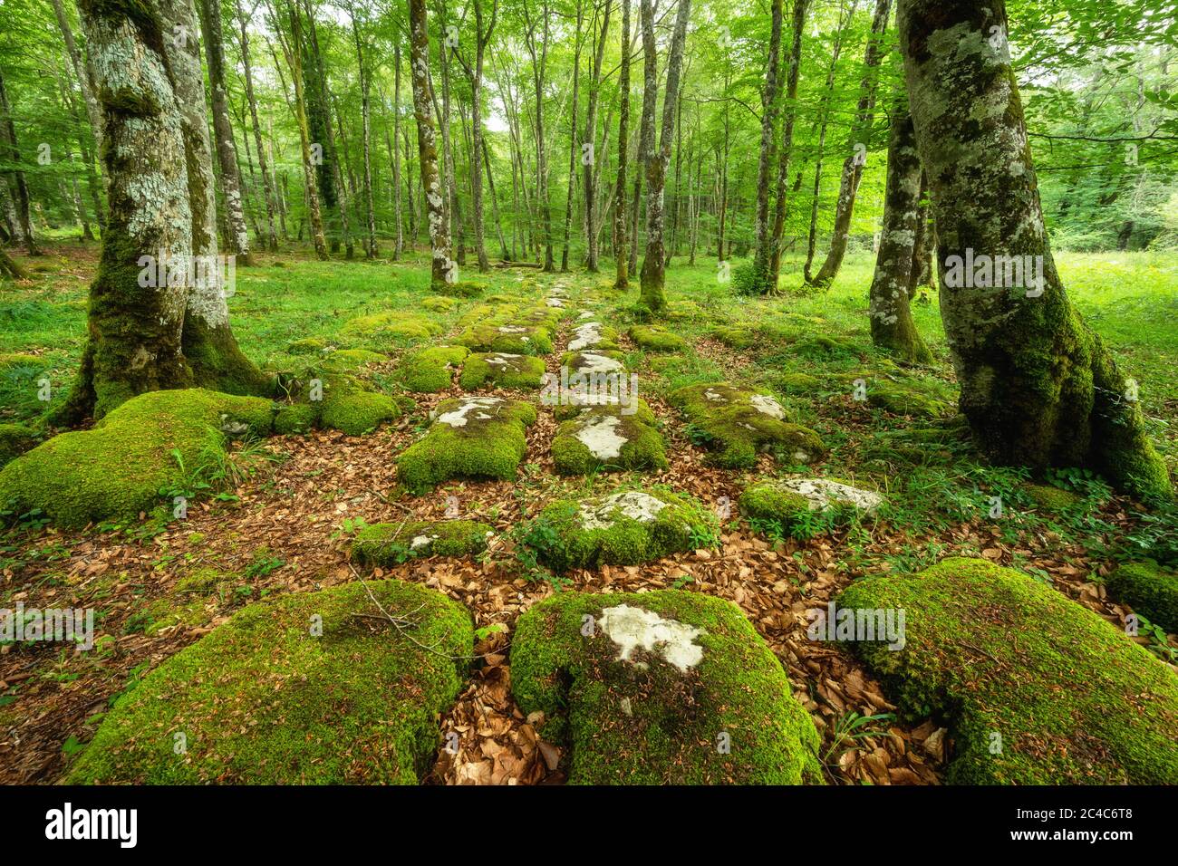 Idyllic forest landscape with mossy stones and mossy tree trunks. Fairy ...