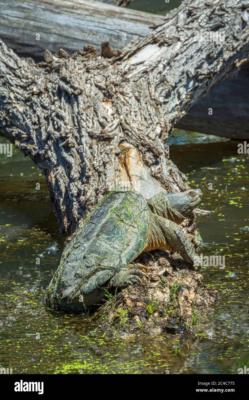 Snapping turtles hi-res stock photography and images - Alamy