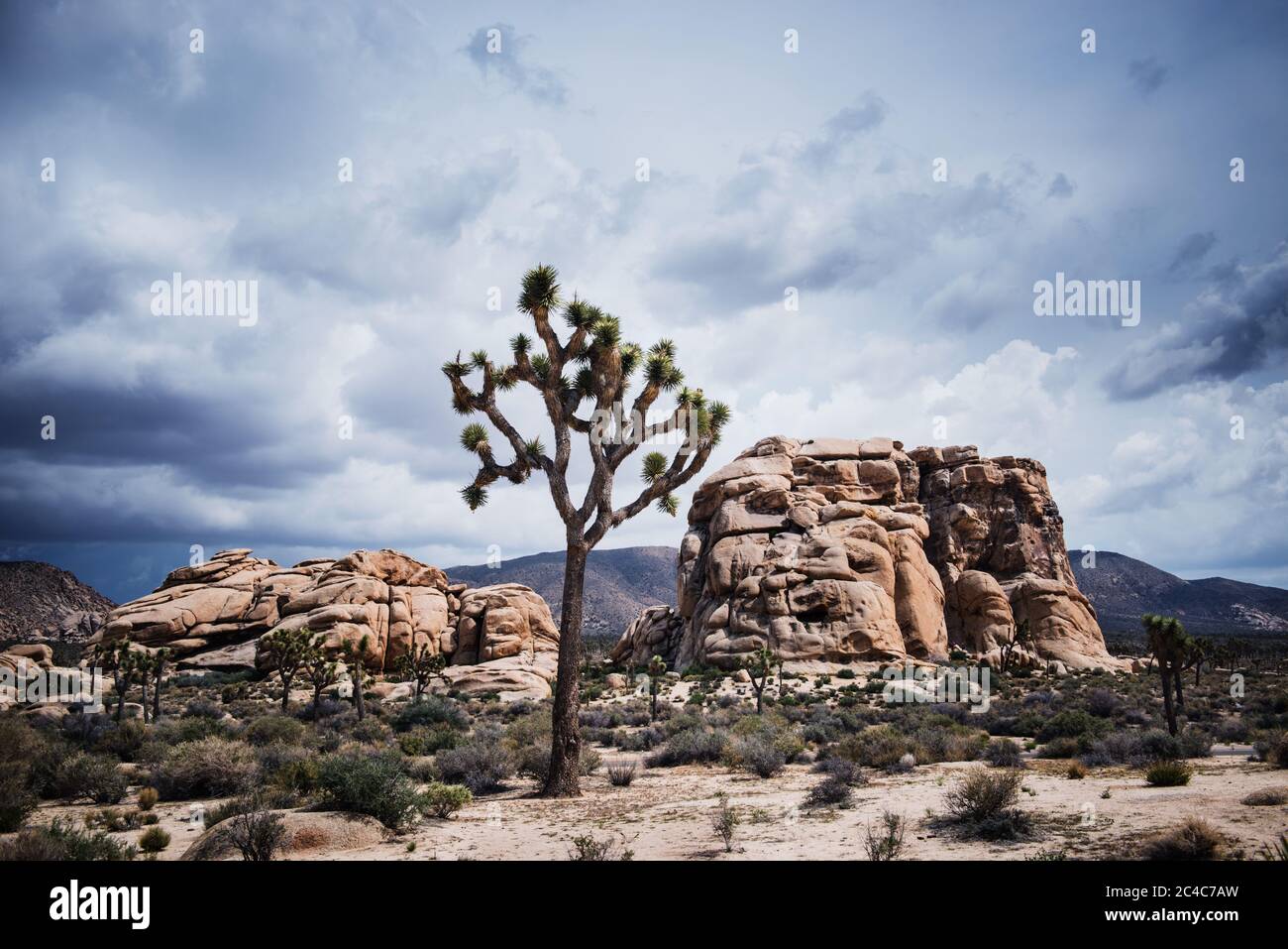Rock landscape with trees hi-res stock photography and images - Alamy