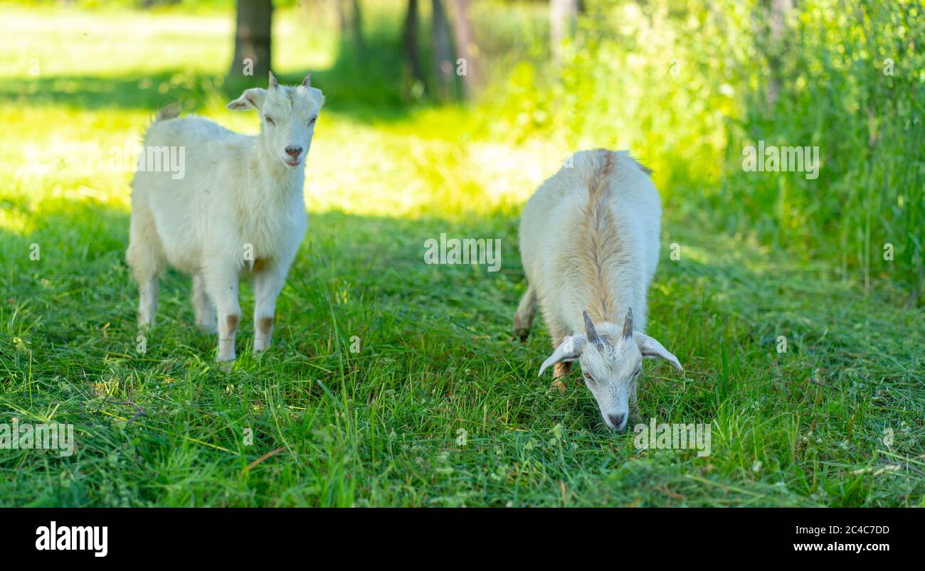 Grass eating animals hi-res stock photography and images - Alamy