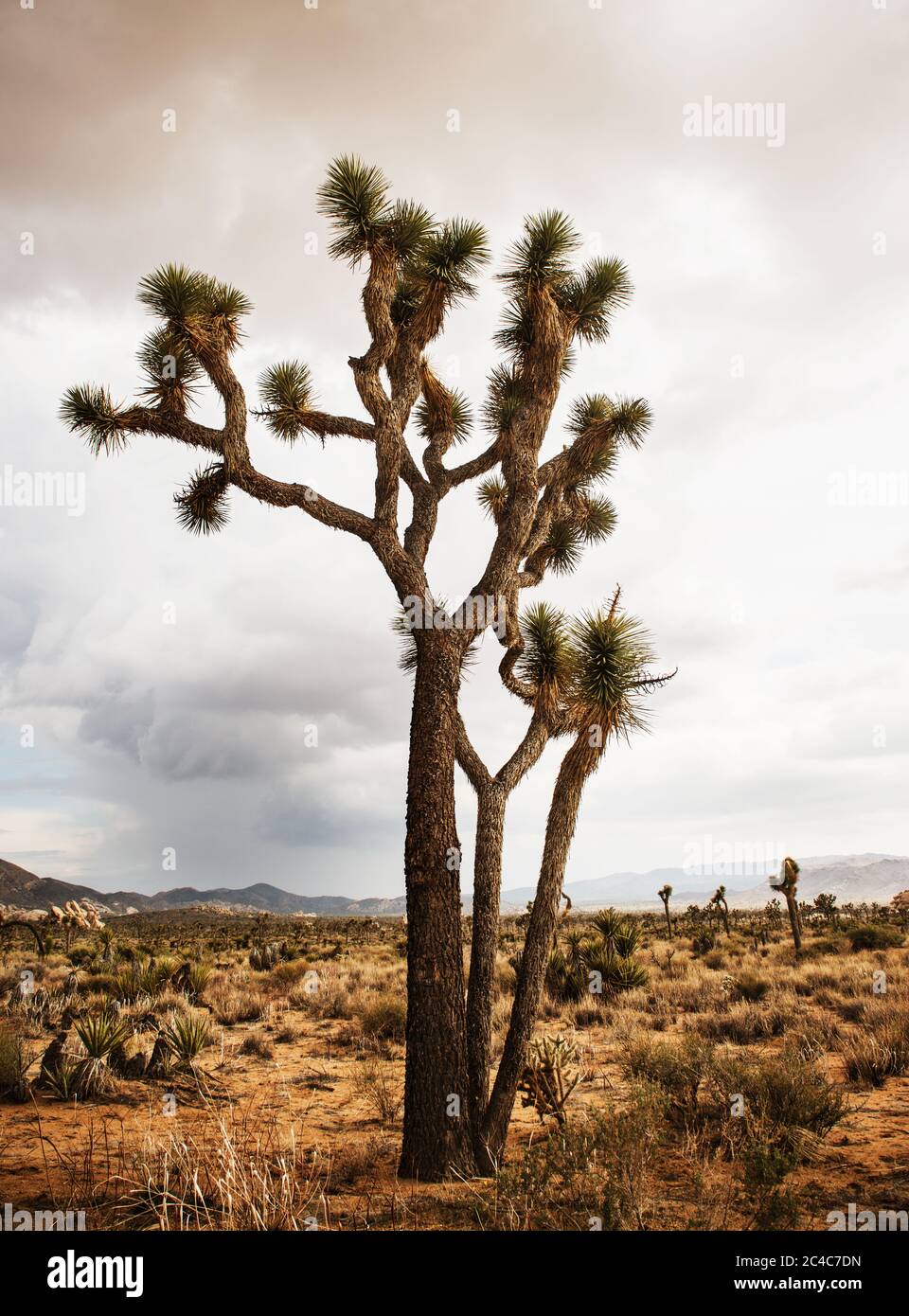 Palm tree california desert hi-res stock photography and images - Alamy