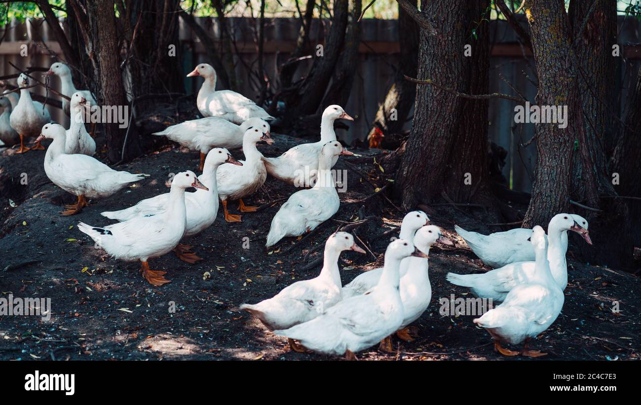 White ducks walking on farm hi-res stock photography and images - Alamy