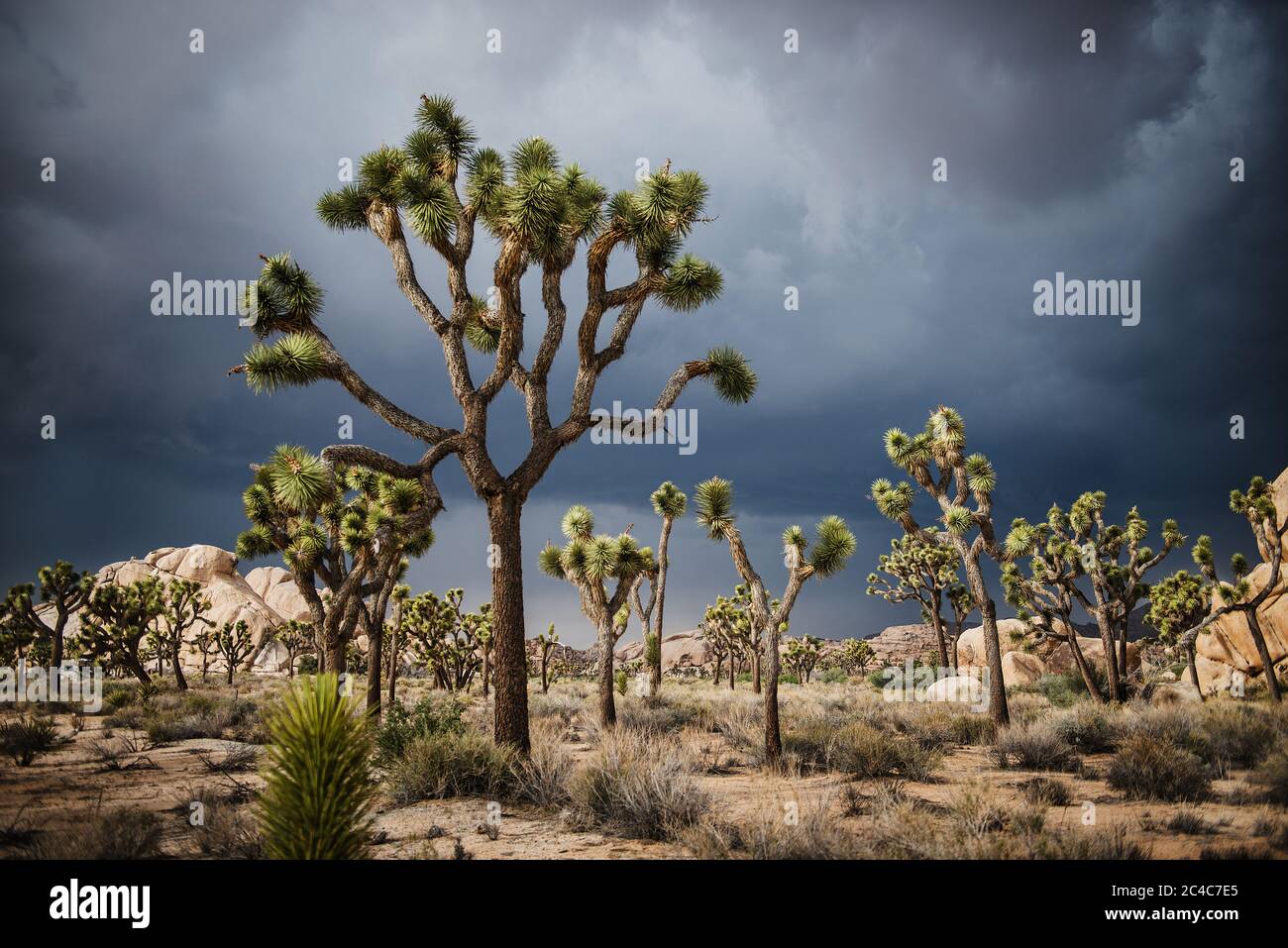 Landscape of Joshua Tree National Park, California Stock Photo - Alamy