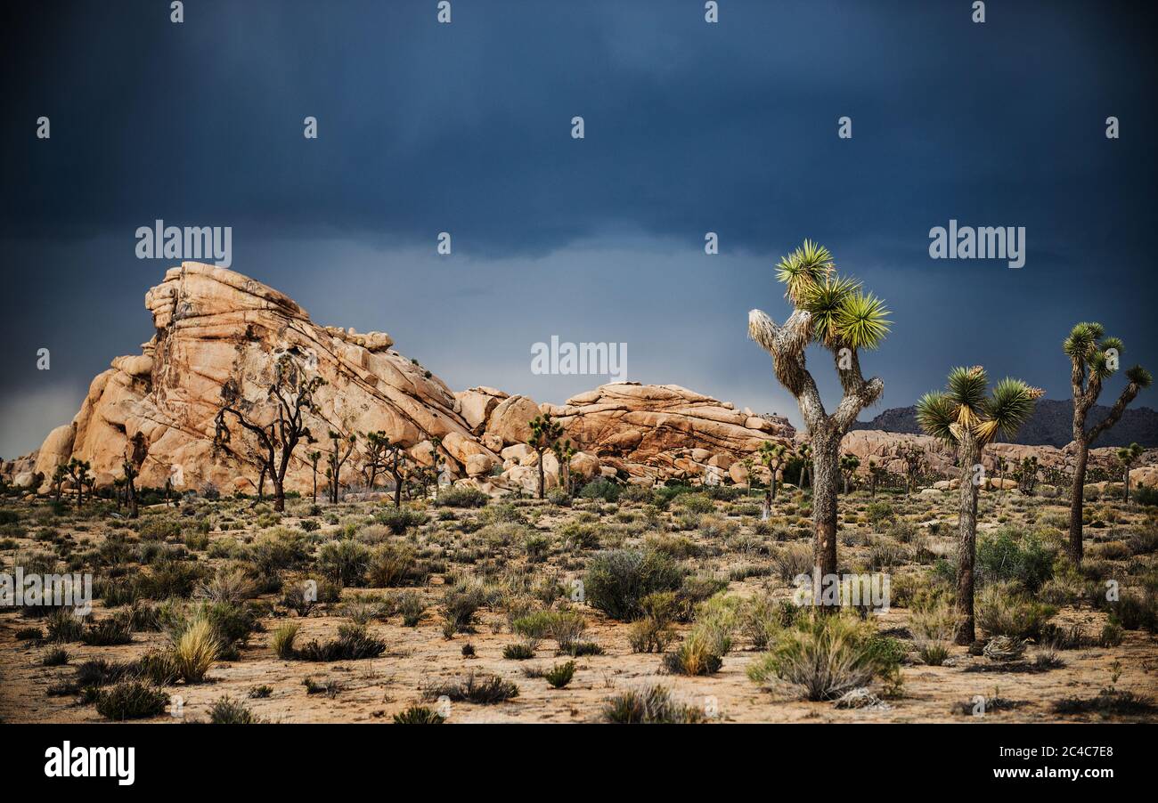 Landscape of Joshua Tree National Park, California Stock Photo - Alamy