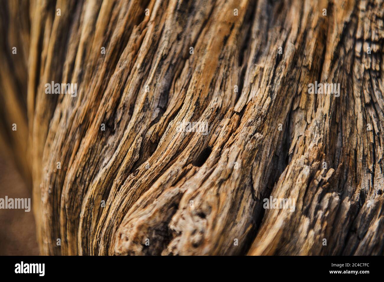 tree bark texture Stock Photo - Alamy