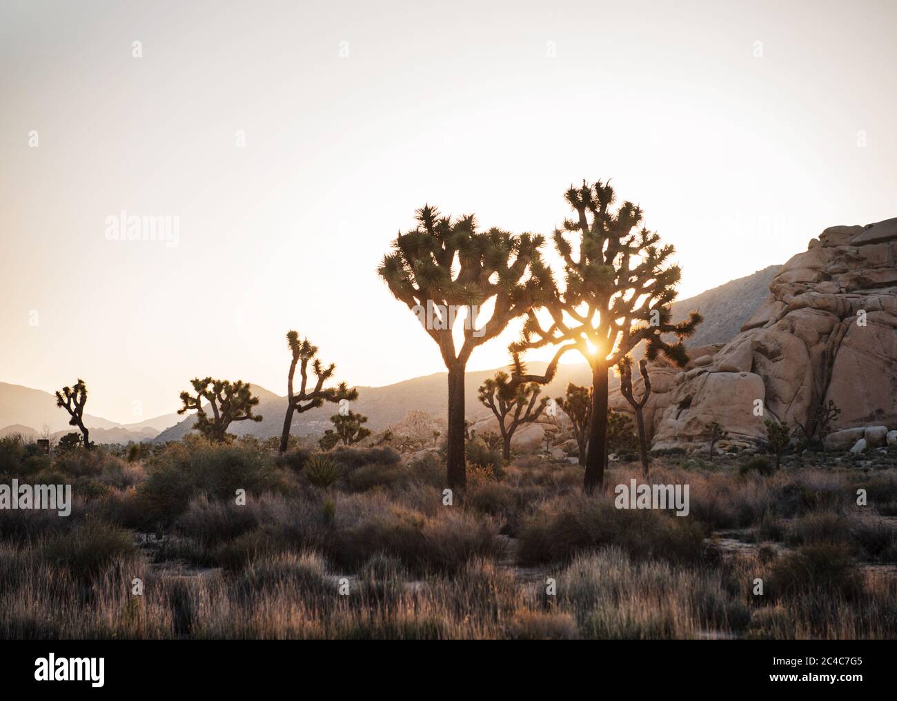 Desert landscape sunset tree hi-res stock photography and images - Alamy