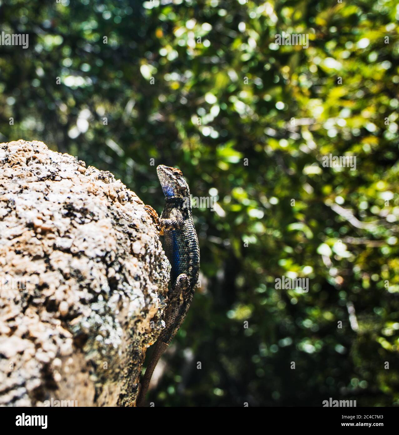 blue-bellied lizard in Yosemite National Park, California, USA Stock ...