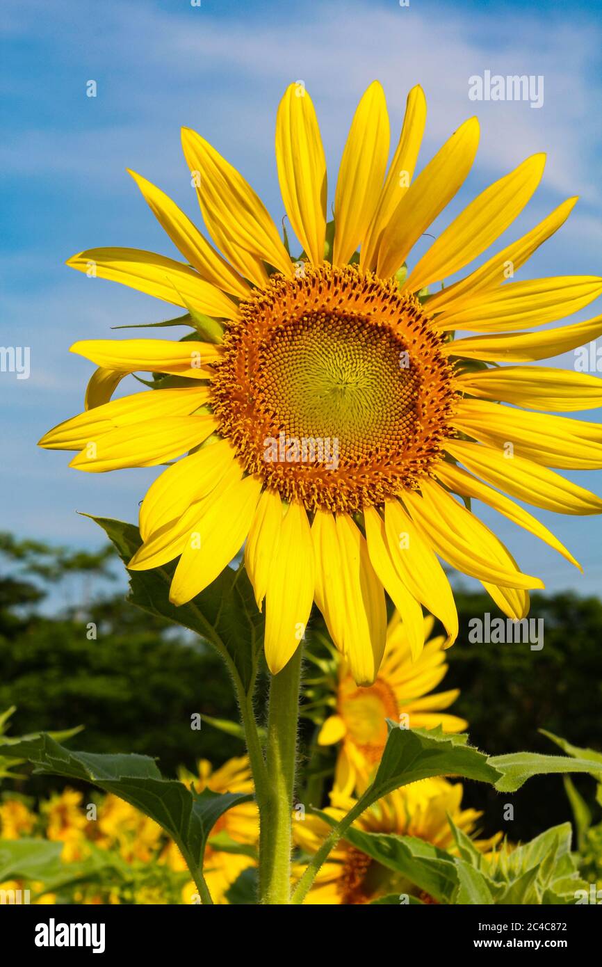 Photography of yellow sunflower Stock Photo - Alamy