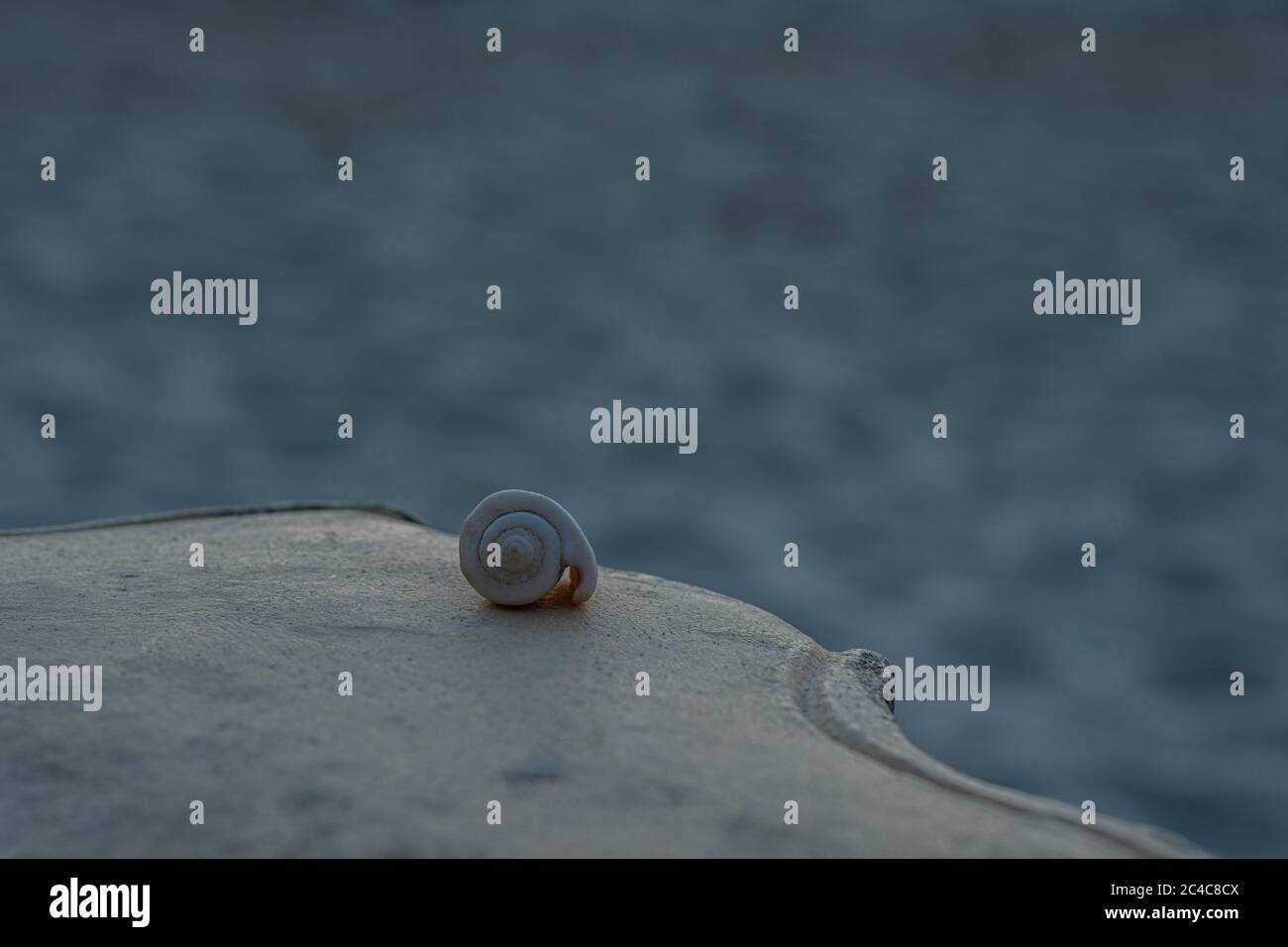 Snail shell on the beach hi-res stock photography and images - Alamy