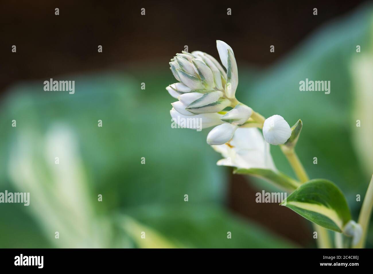 Hosta Thunderbolt (H. sieboldiana Elegans) with its white flowers ...