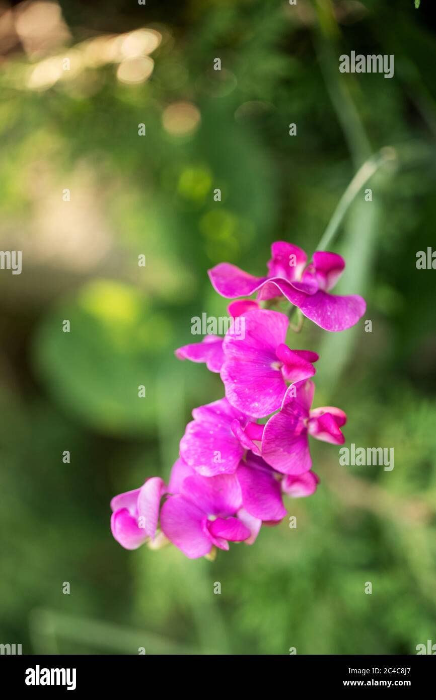 Broad-leaved sweet pea (Lathyrus latifolius), also known as perennial ...