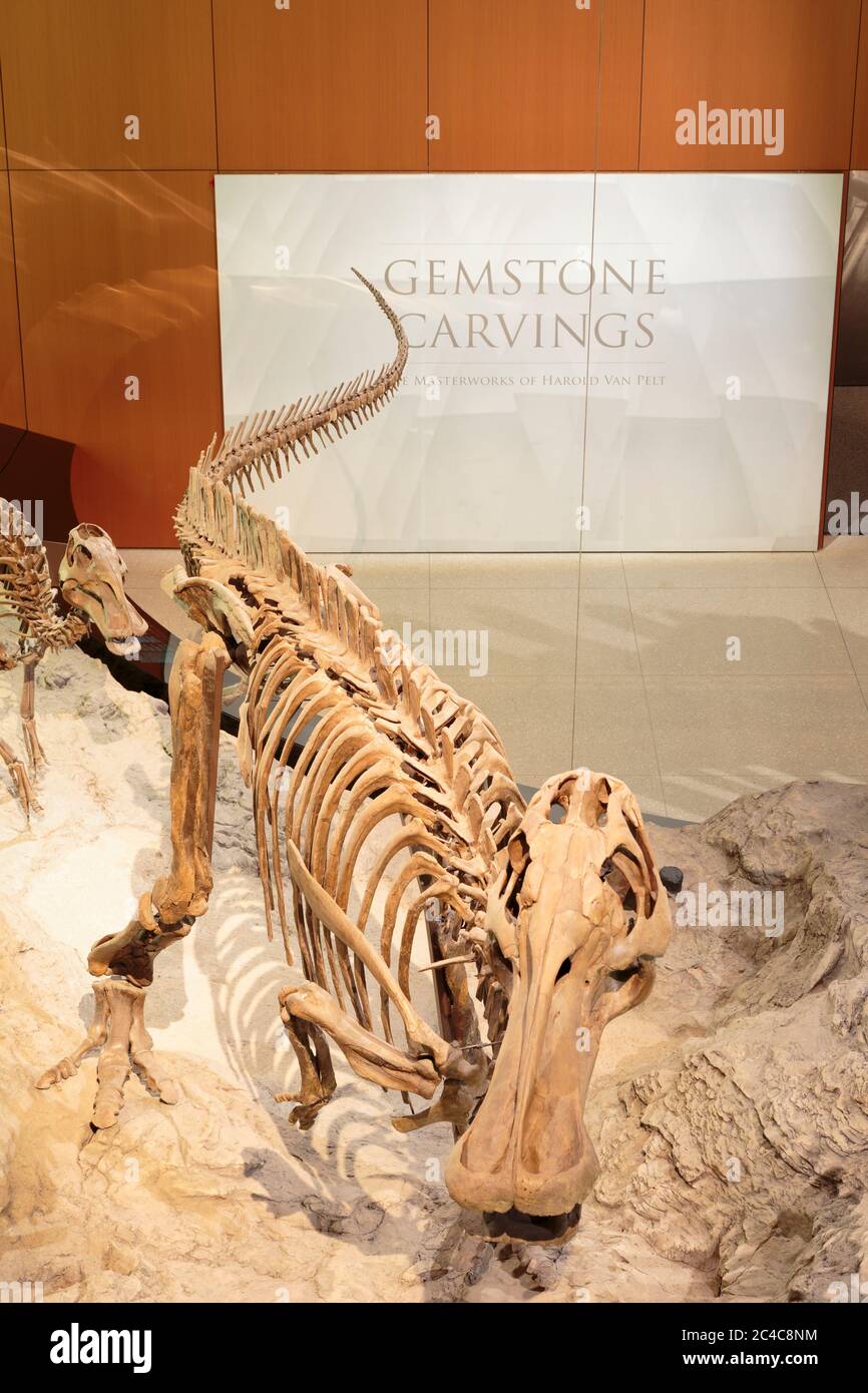 Tyrannosaurus Rex,Museum of Natural Science,Herman Park,Houston,Texas ...