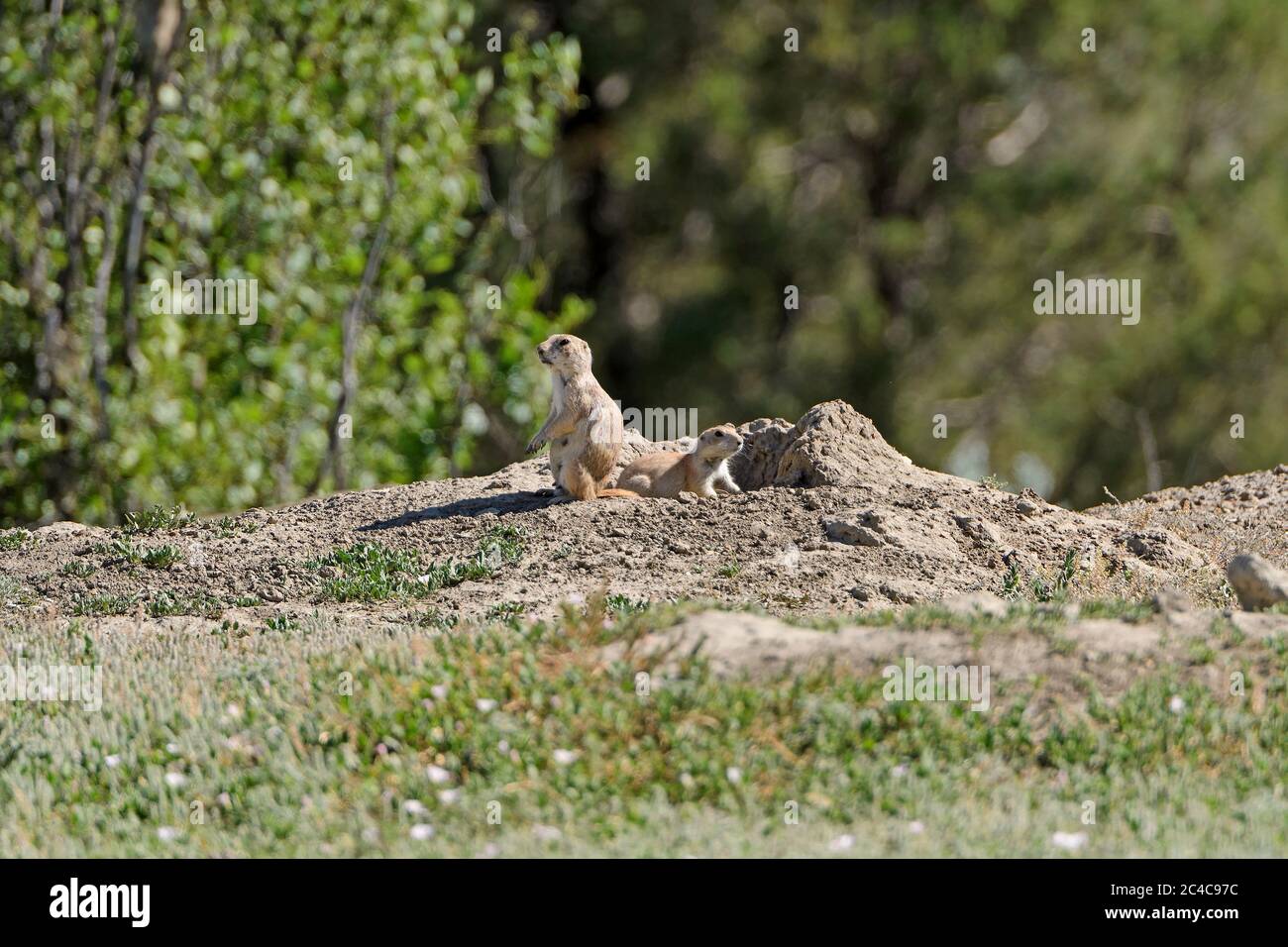 Theodore roosevelt national park wildlife hi-res stock photography and ...