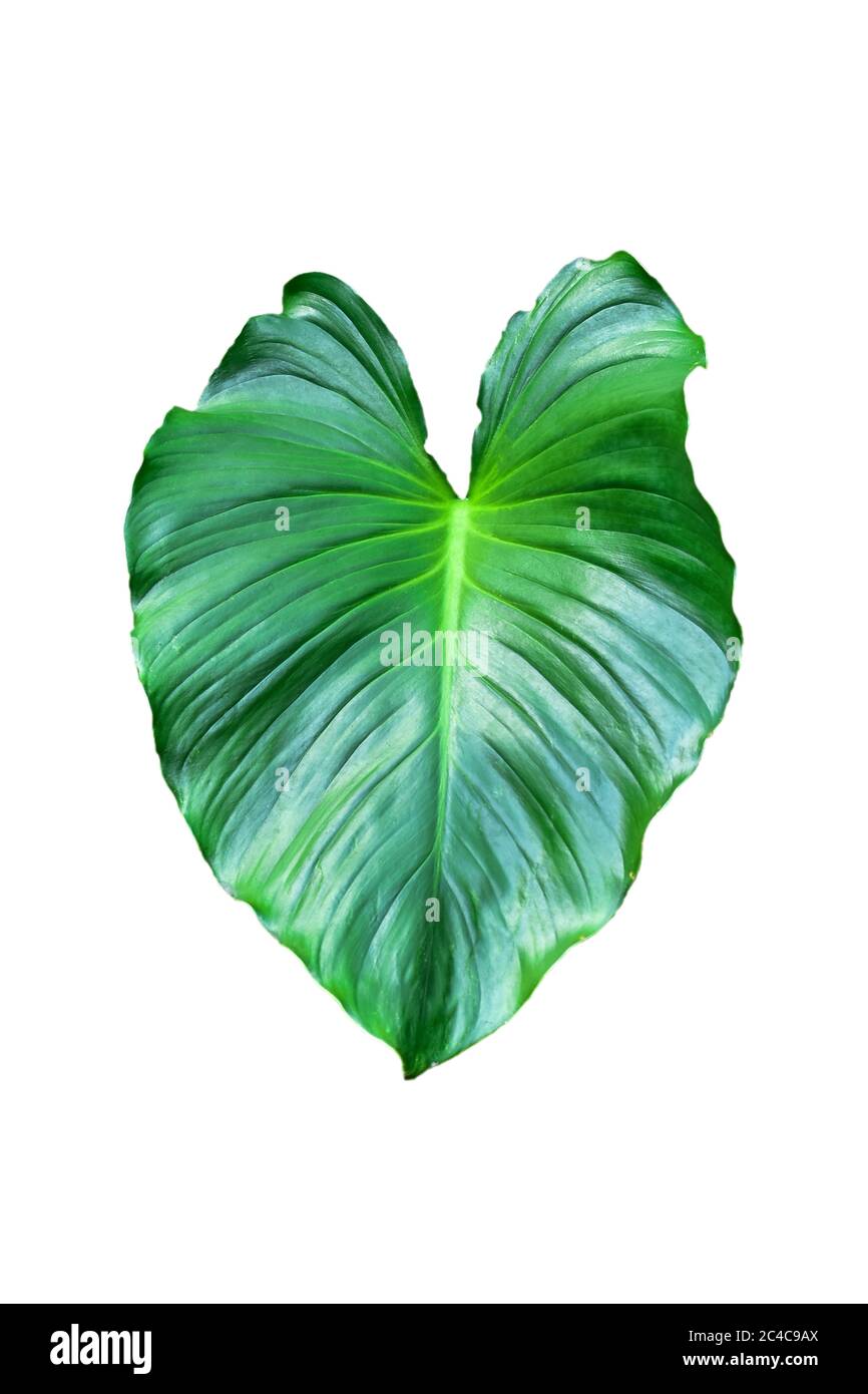 Large heart shaped green leaves of Elephant ear or taro (Colocasia ...