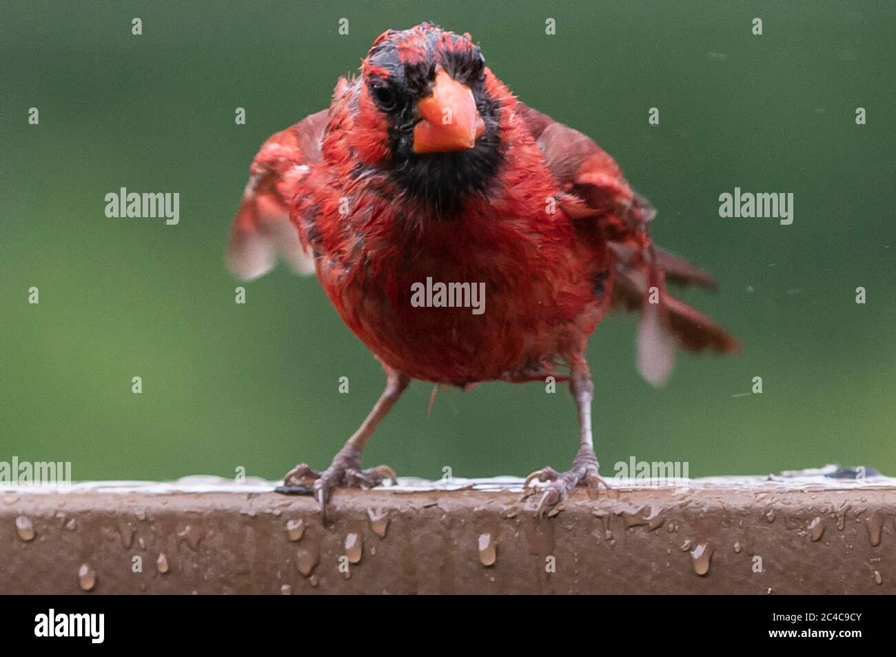 Soaking wet hi-res stock photography and images - Alamy