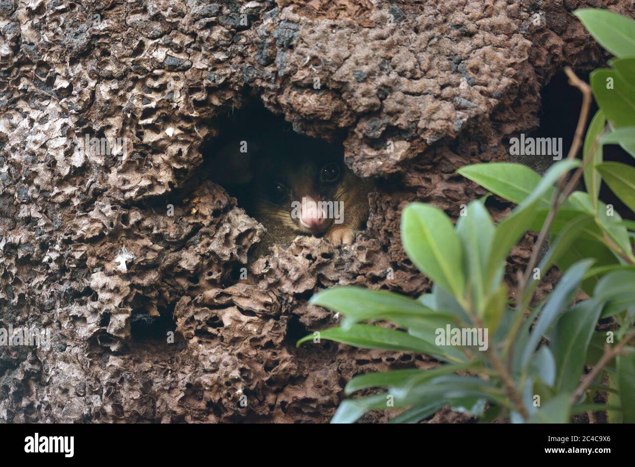 Common Brushtail Possum (Trichosurus vulpecula) at a day roost in an ...