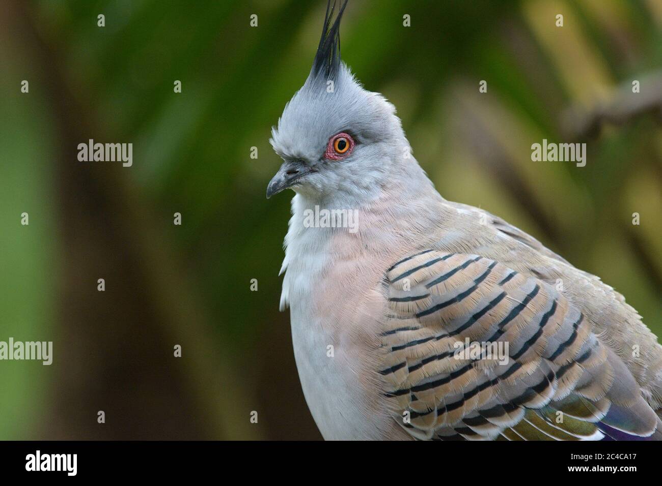 Australian native pigeon hi-res stock photography and images - Alamy