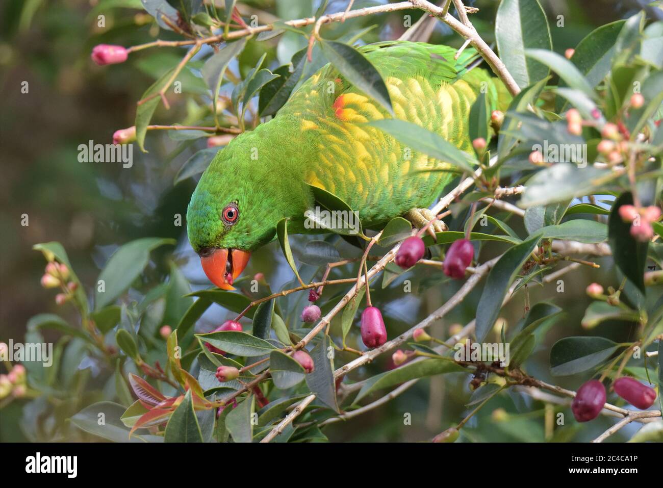 Scaly breasted lorikeet eating hi-res stock photography and images - Alamy