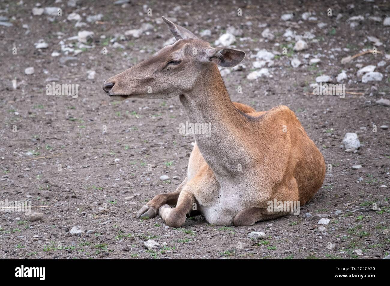 Hornless deer hi-res stock photography and images - Alamy