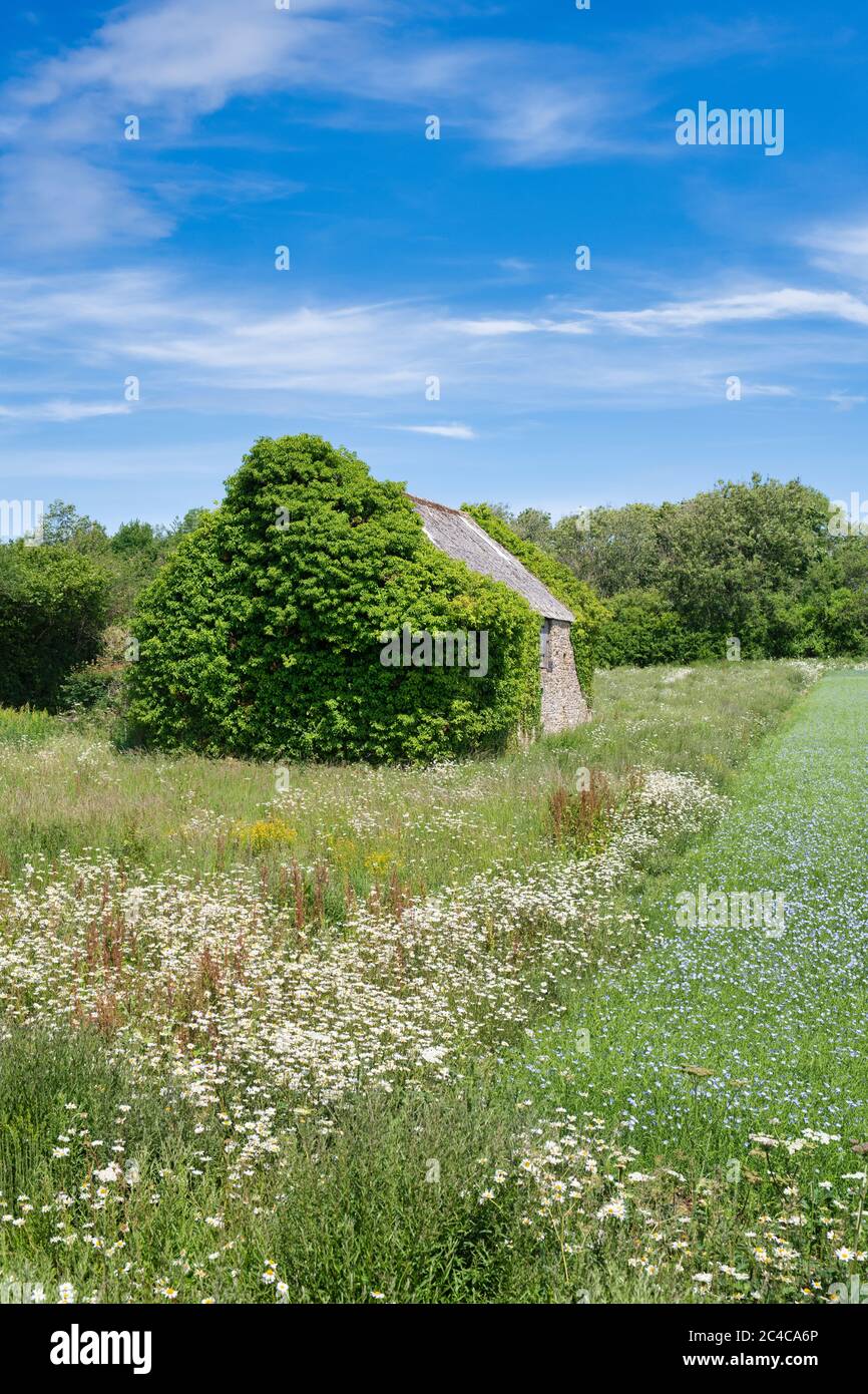 Cotswold field with flowers hi-res stock photography and images - Alamy