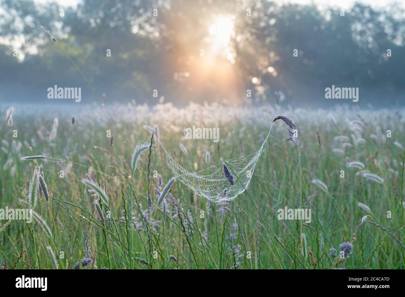 Spider web field hi-res stock photography and images - Alamy