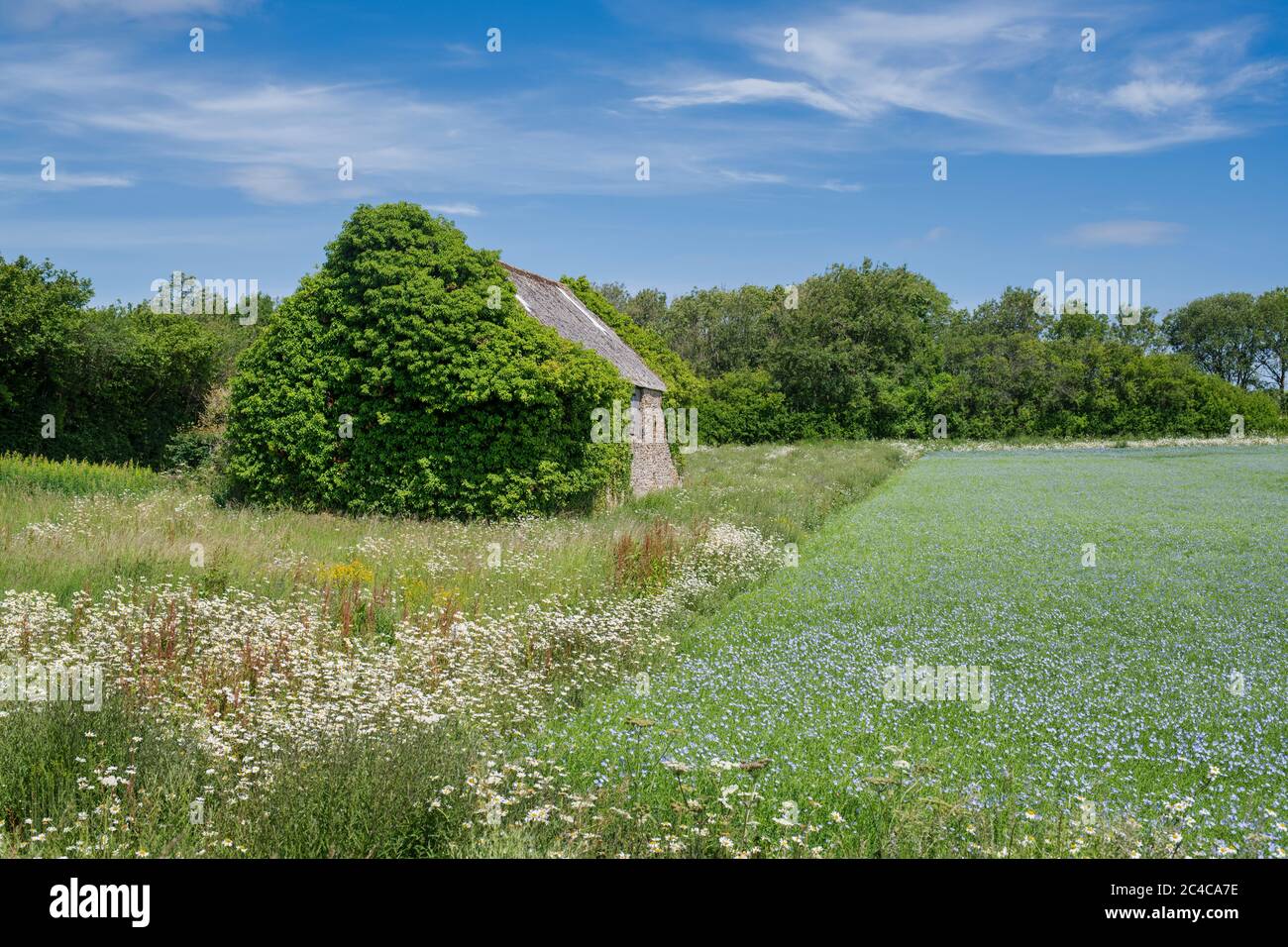 Linseed field hi-res stock photography and images - Alamy