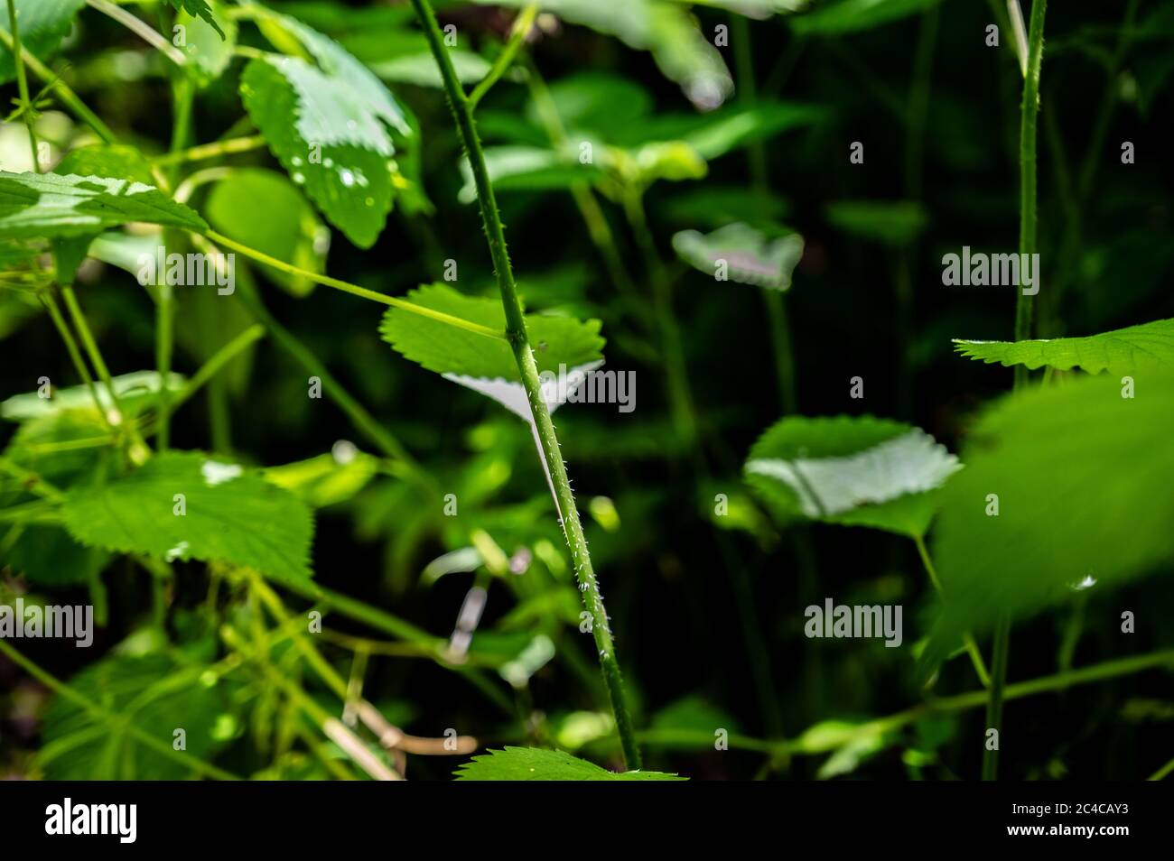 Cause nettle rash common stinging hi-res stock photography and images ...