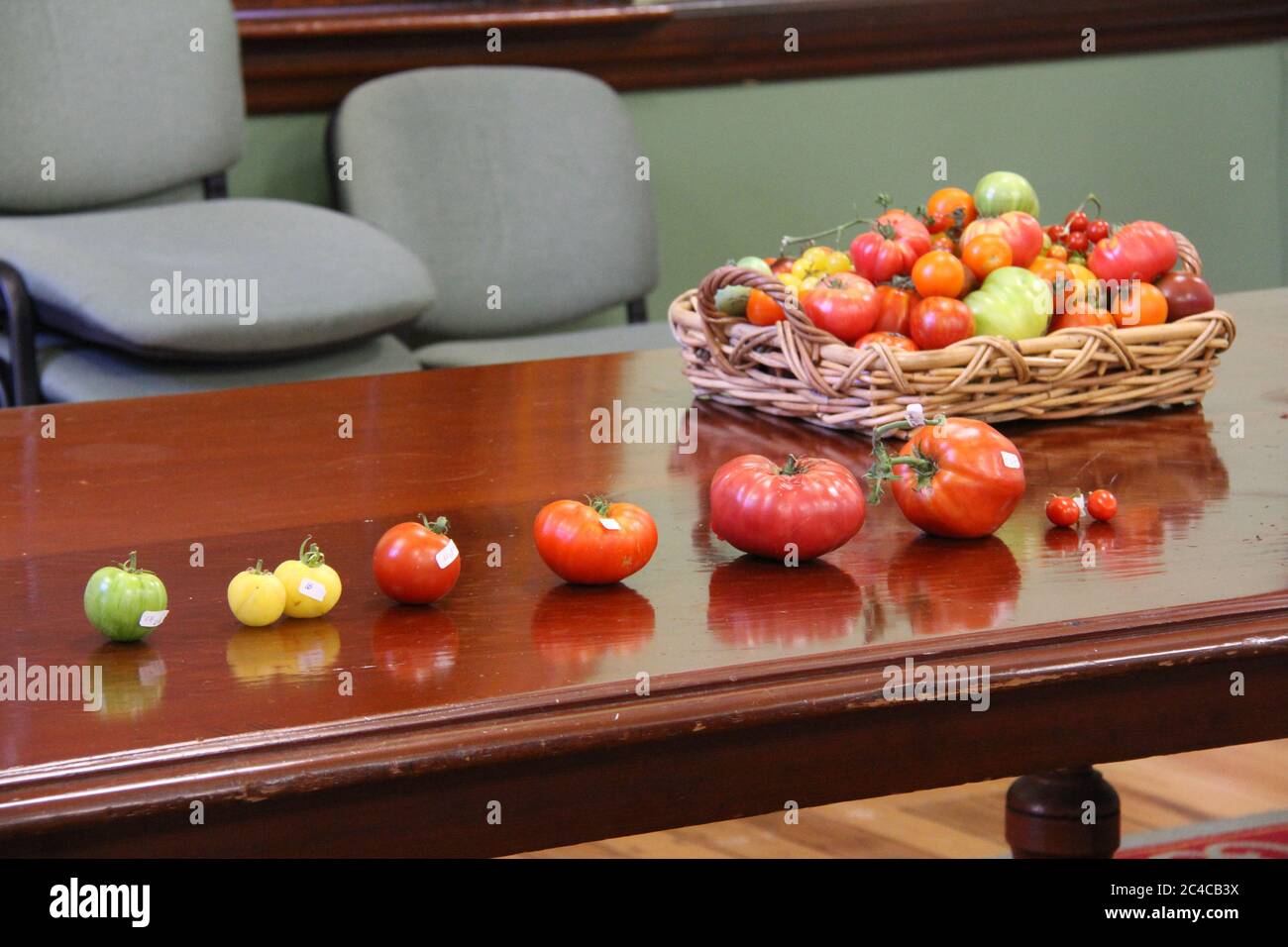 Different varieties of tomatoes displayed on a table as the prize ...