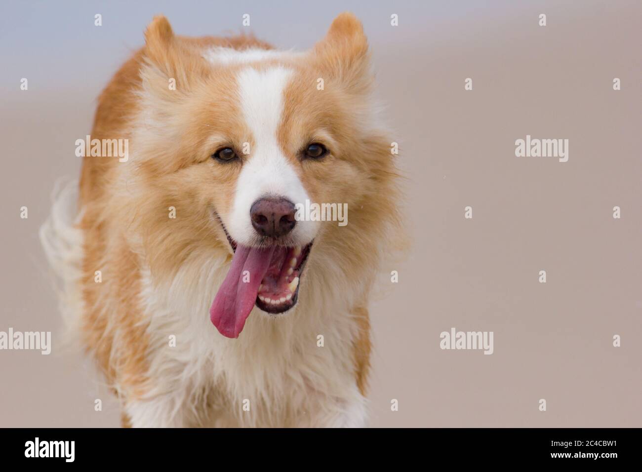 Australian red border collie hi-res stock photography and images - Alamy