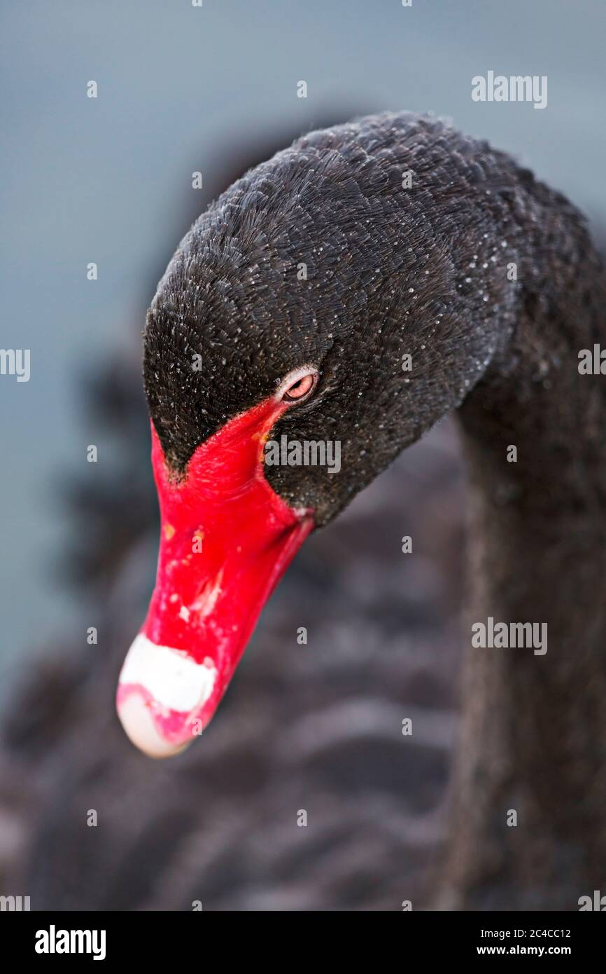 Birds / Black Swan portrait at Lake Wendouree in Ballarat Victoria ...