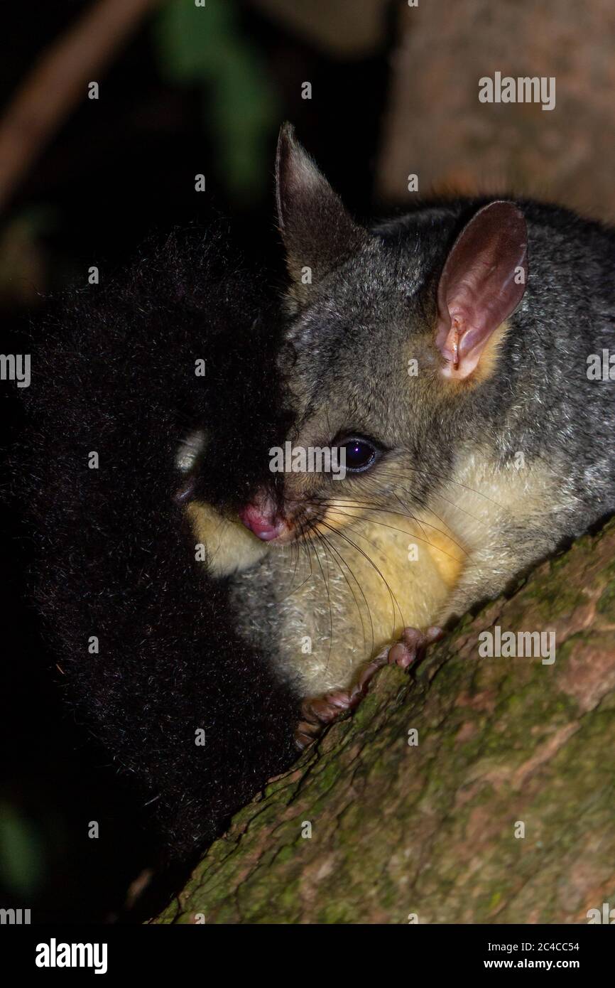 Common brushtail possum (Trichosurus vulpecula). Gosford, NSW ...