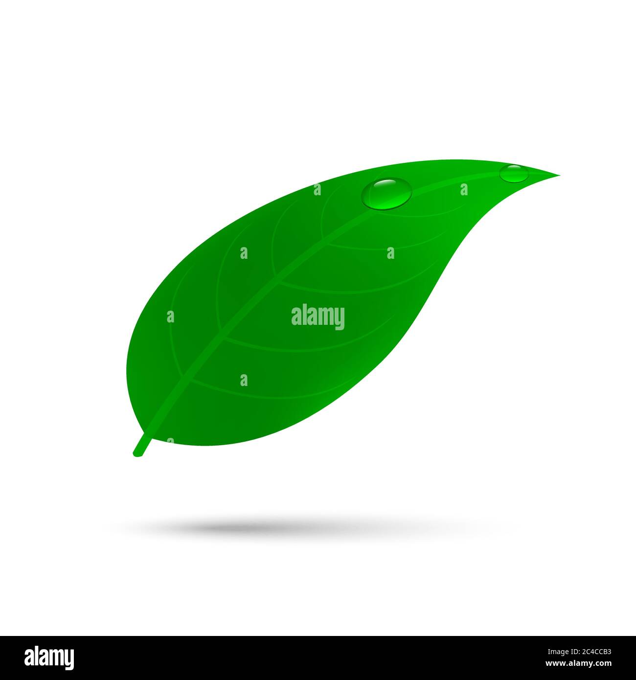 Vector green leaf with water drop Stock Vector Image & Art - Alamy