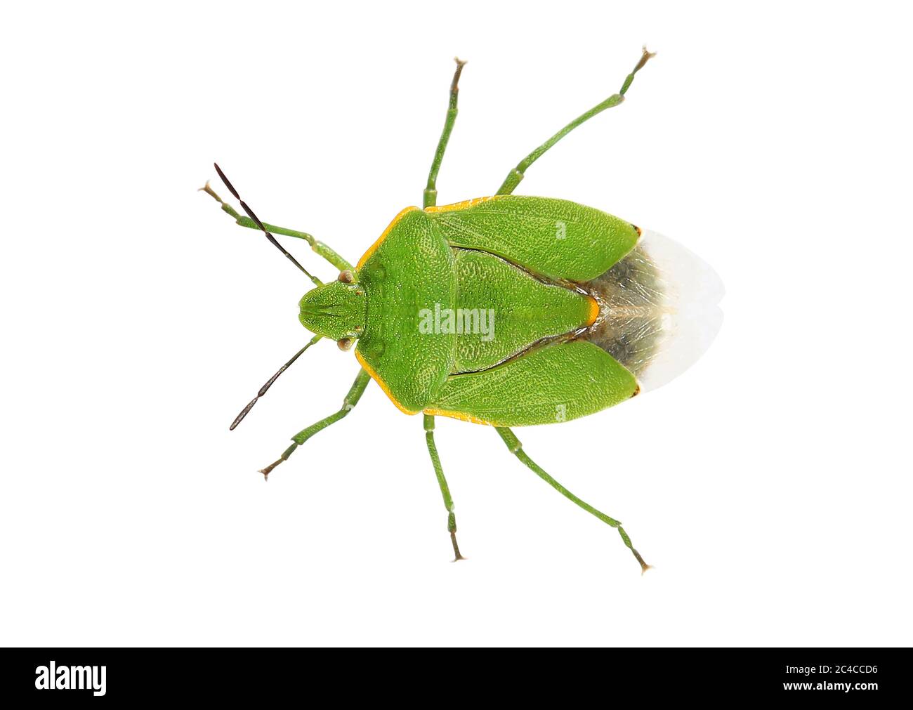 Bug Green stink bug Chinavia hilaris Stock Photo - Alamy
