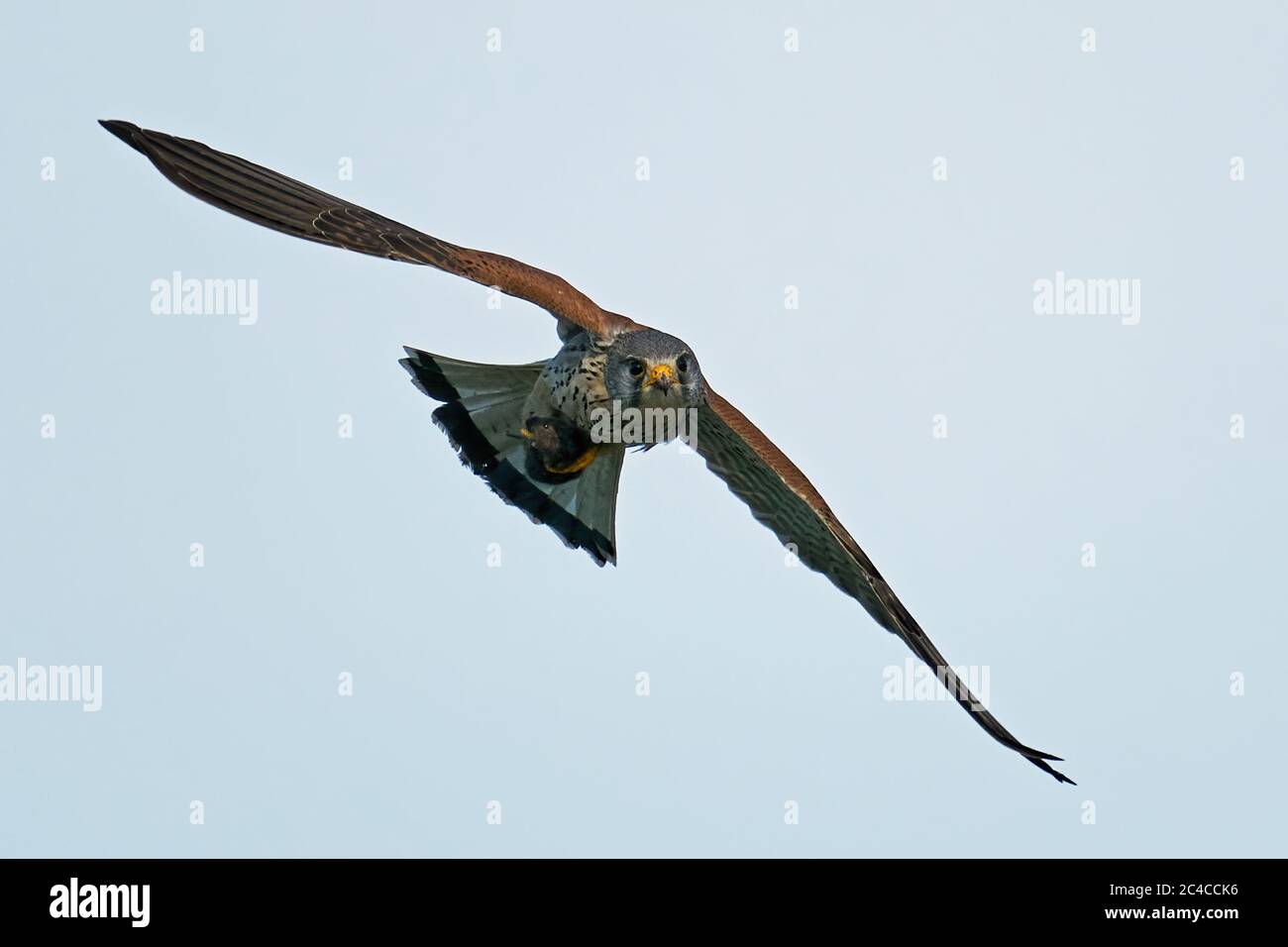 Common kestrel in flight with a mouse in its claws Stock Photo - Alamy