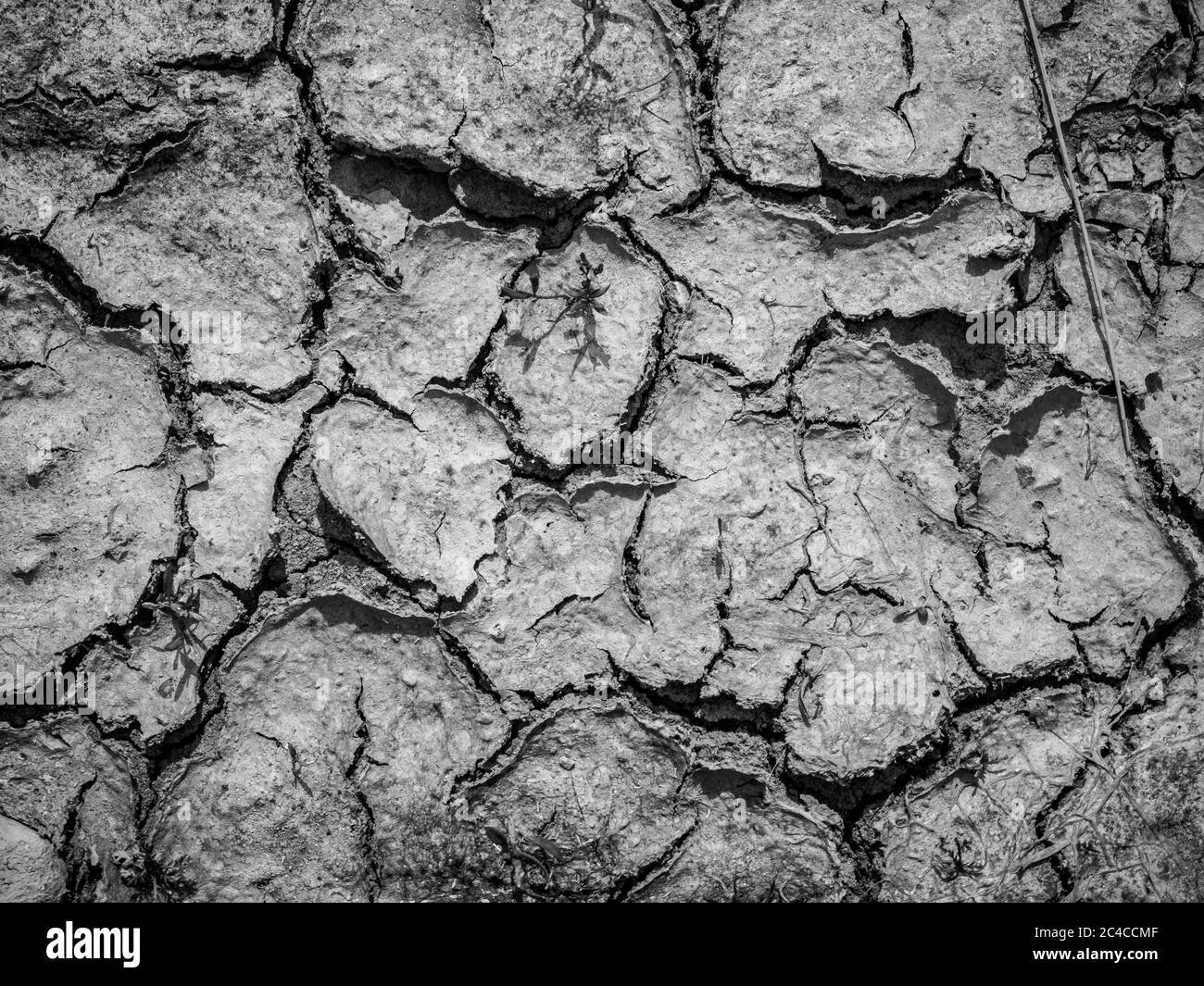 Fissured clay texture Black and White Stock Photos & Images - Alamy