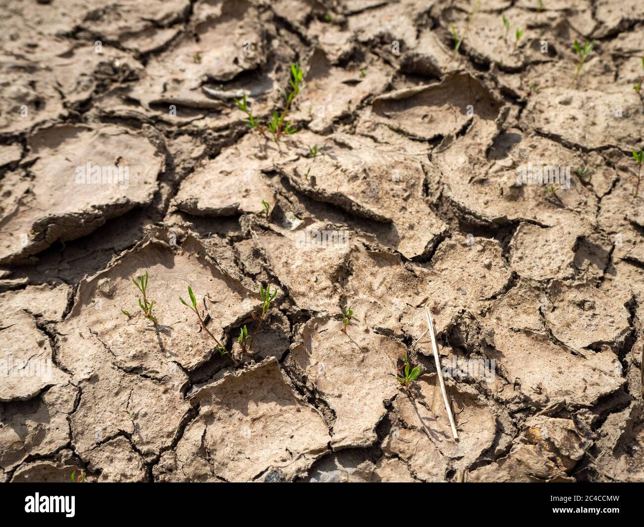 Fissured clay texture hi-res stock photography and images - Alamy