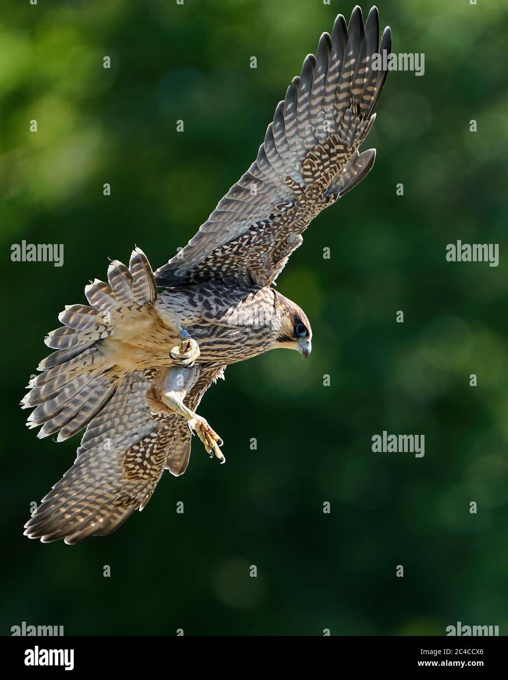 Juvenile Peregrine falcon in its natural habitat at Stevns klint ...