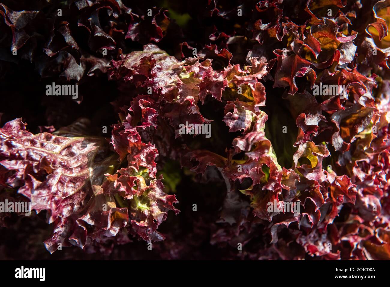 Close-up of freshly harvested bright red lettuce head with red leaves ...