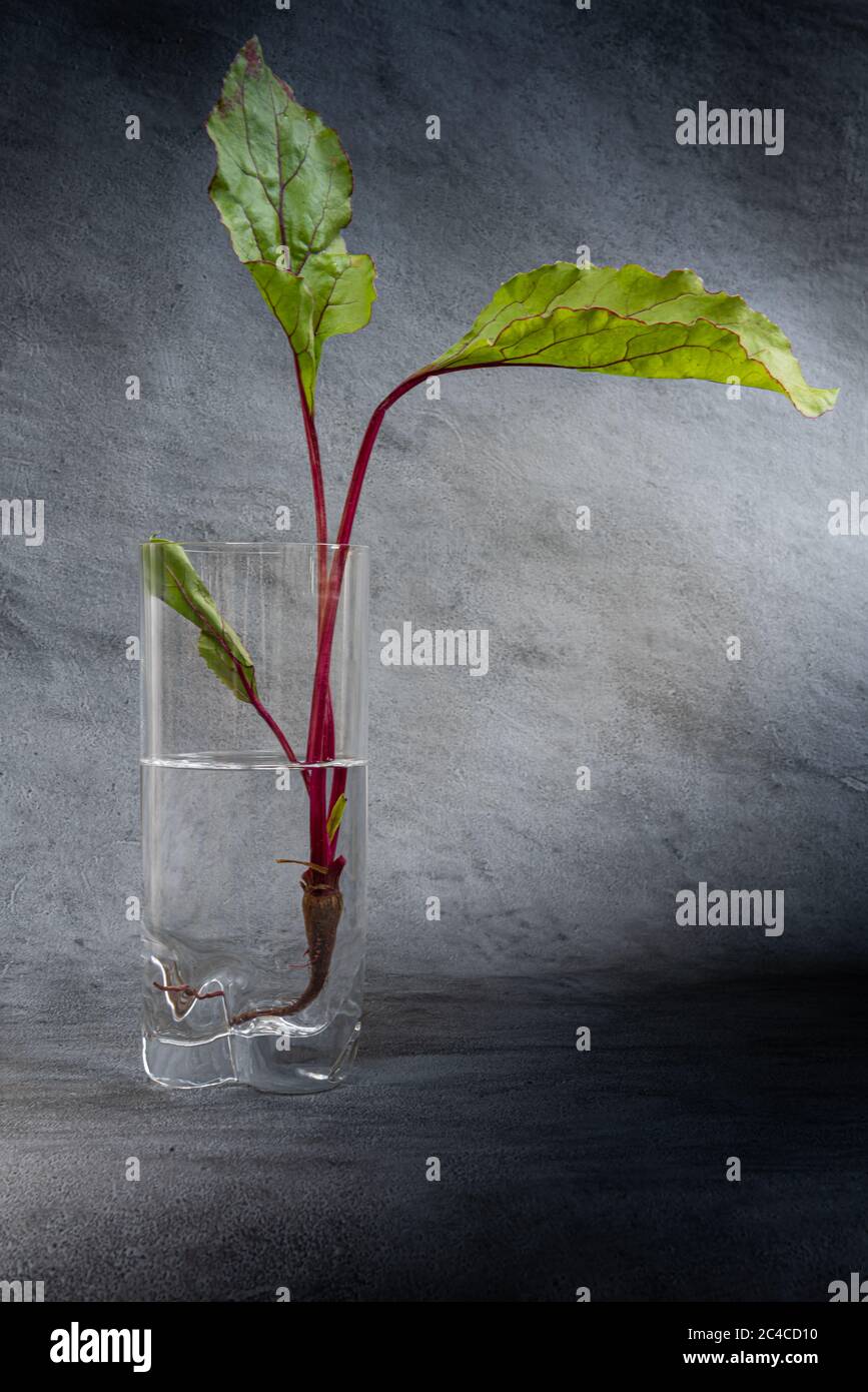 Beetroot leaves hi-res stock photography and images - Alamy