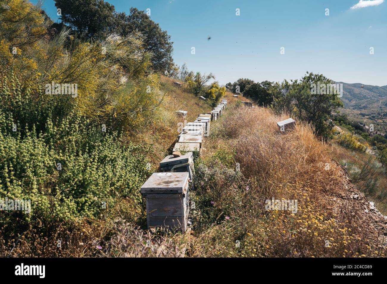 A row of bee hives in a field of flowers on mountain. Beekeeping ...
