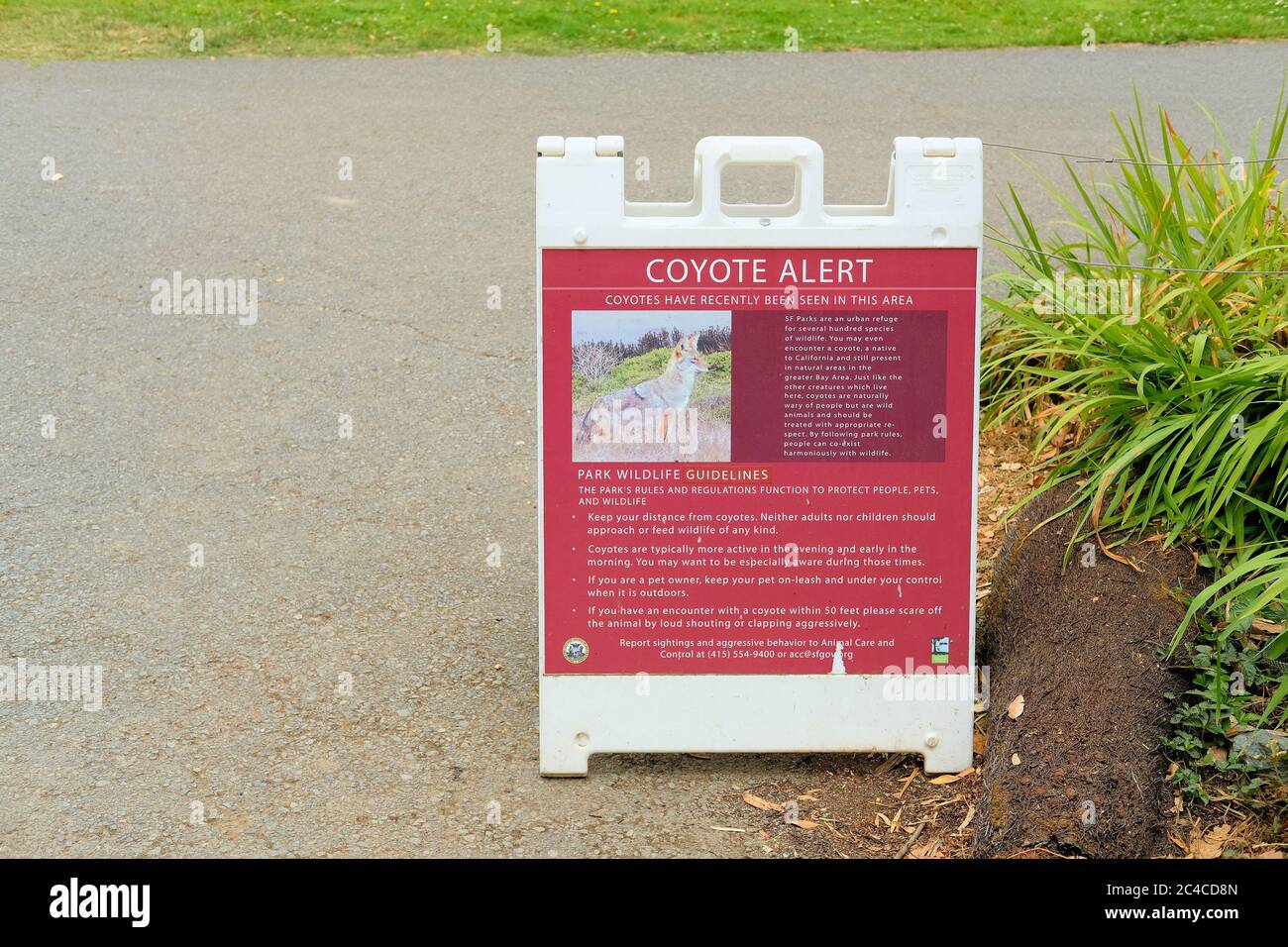 Golden Coyote High Resolution Stock Photography and Images - Alamy