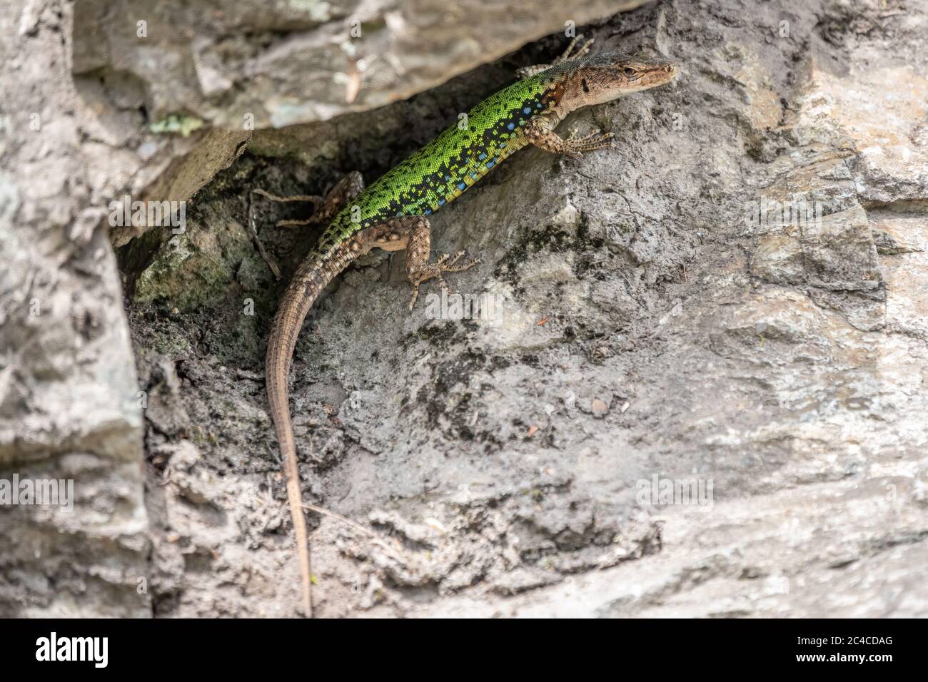 Green Lizard crawling on a stone cliff. The European green lizard ...