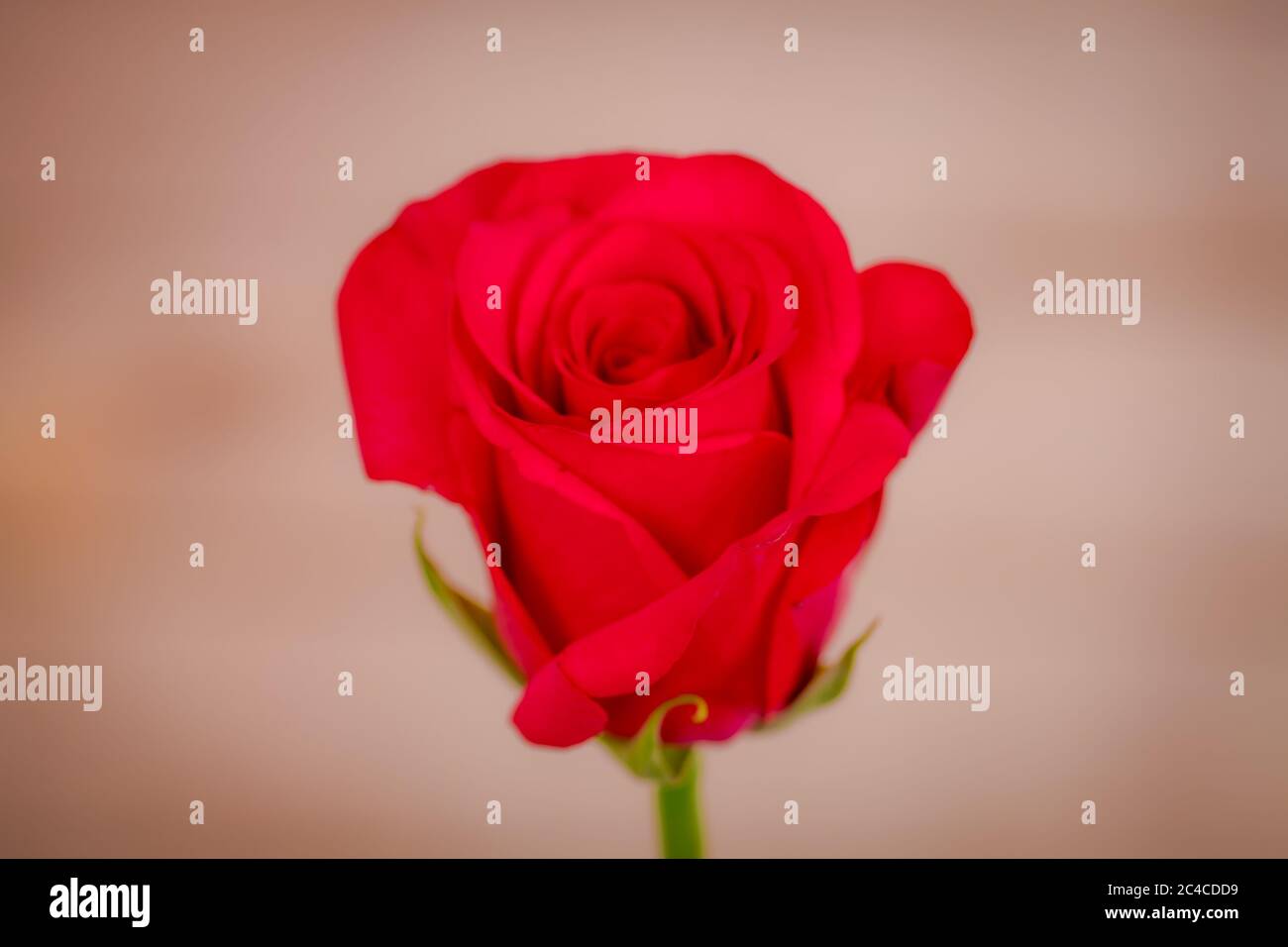 Close up macro of Hot Explorer roses variety, studio shot Stock Photo ...