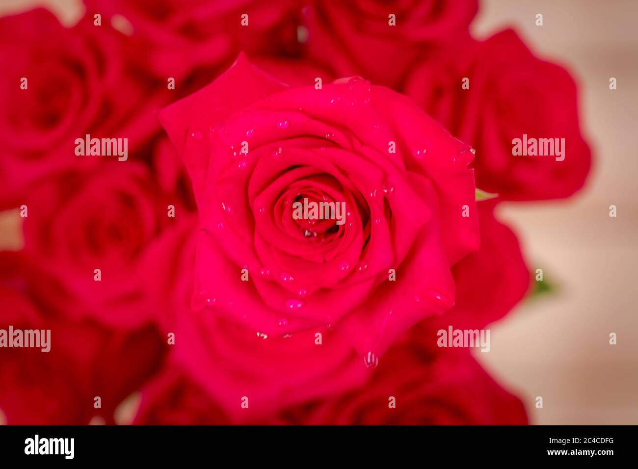 Macro, Close up of classic Explorer roses variety, studio shot Stock ...